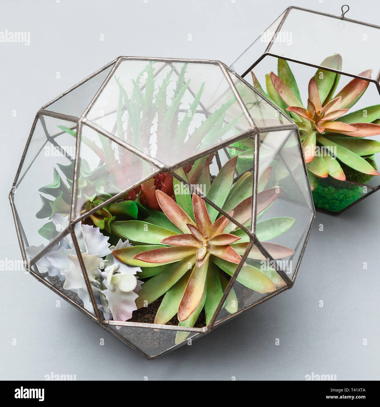 Geometric florariums with succulent plants, closeup, crop Stock Photo ...