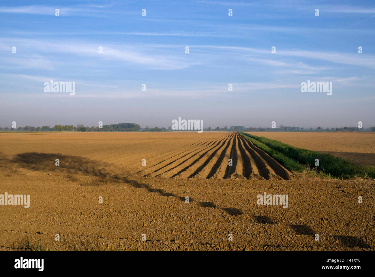 Barren field with tree shadow Stock Photo - Alamy