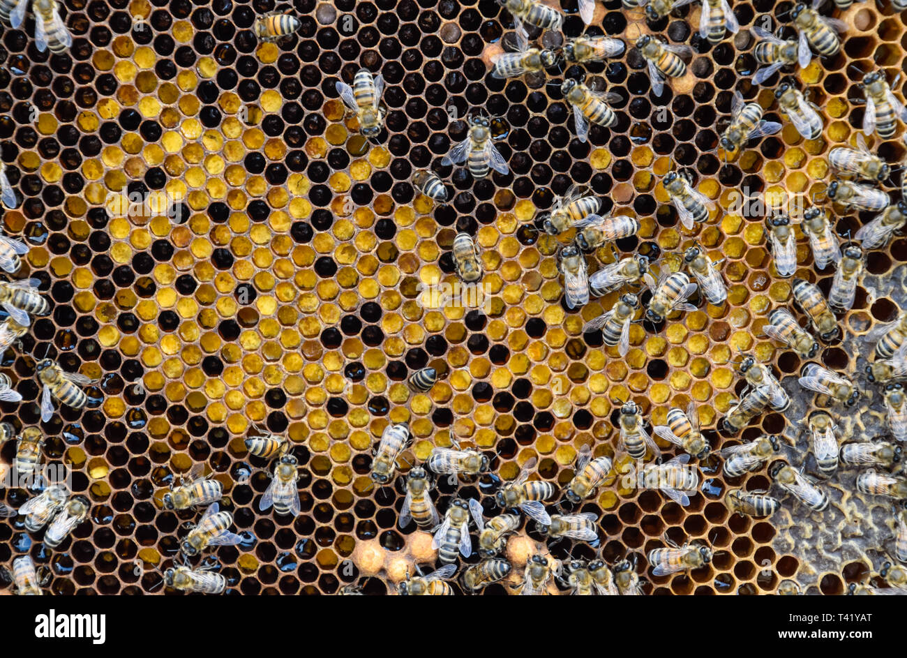Honey bees on the home apiary. The technology breeding of honey bees ...