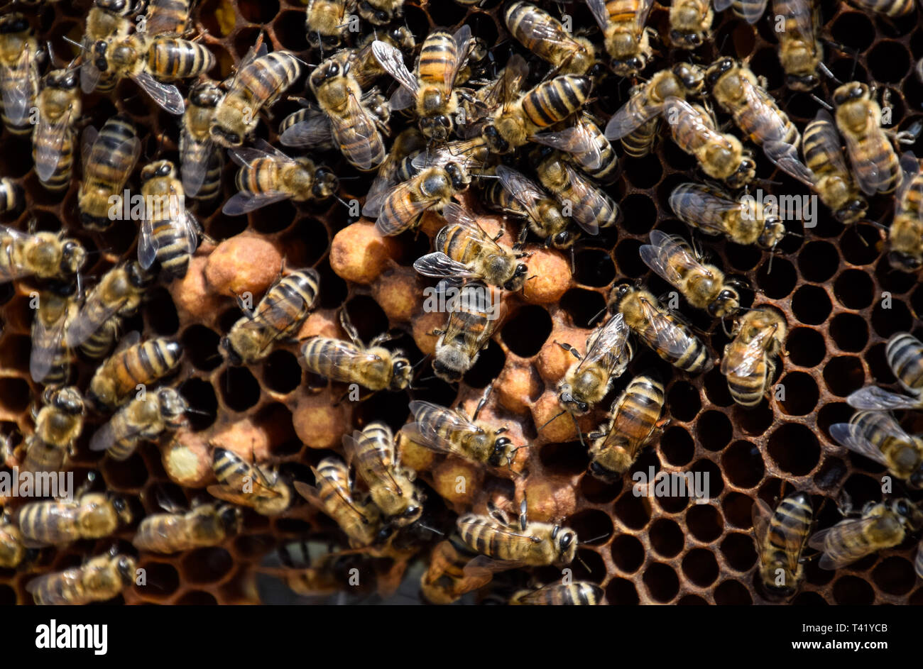 Honey bees on the home apiary. The technology breeding of honey bees ...