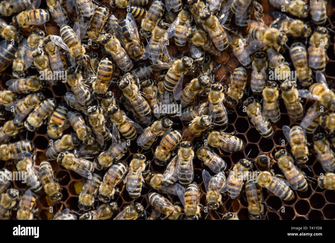 Honey bees on the home apiary. The technology breeding of honey bees ...