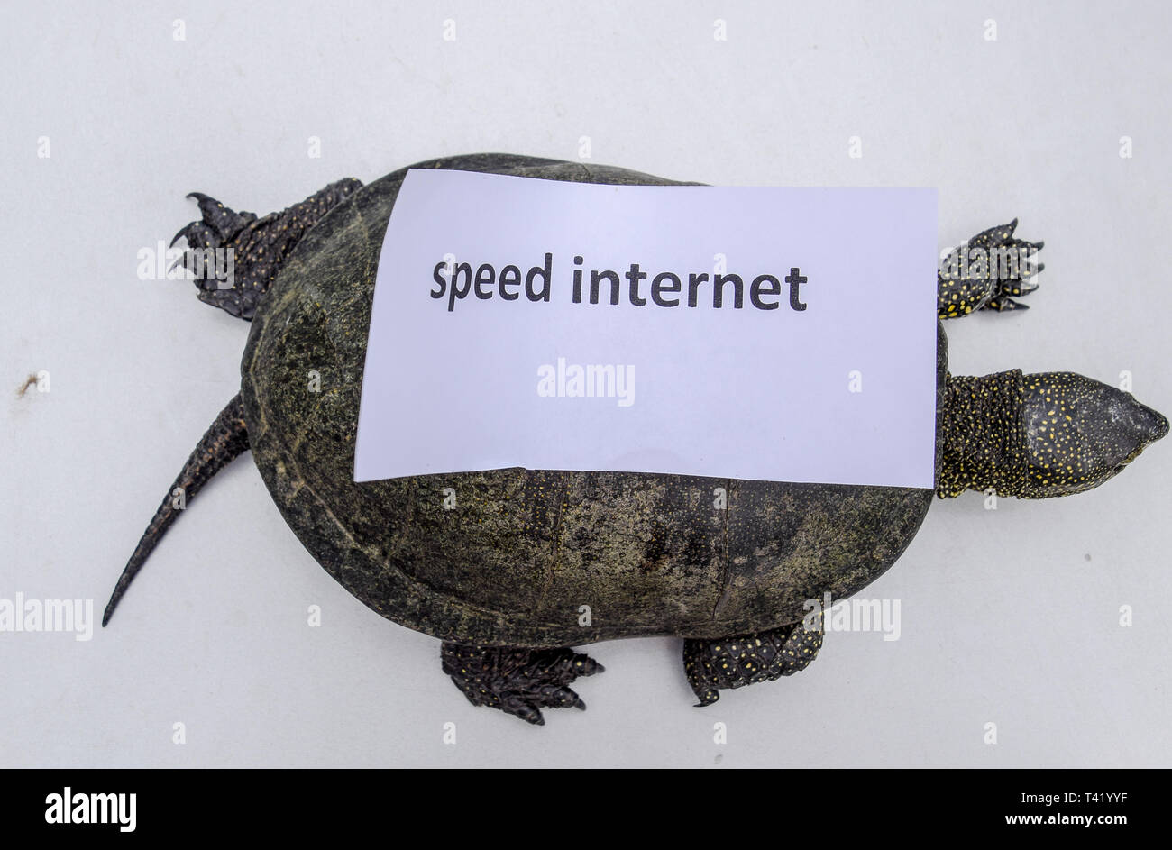 Internet speed. A bad internet symbol. Low download speed. Slow ...