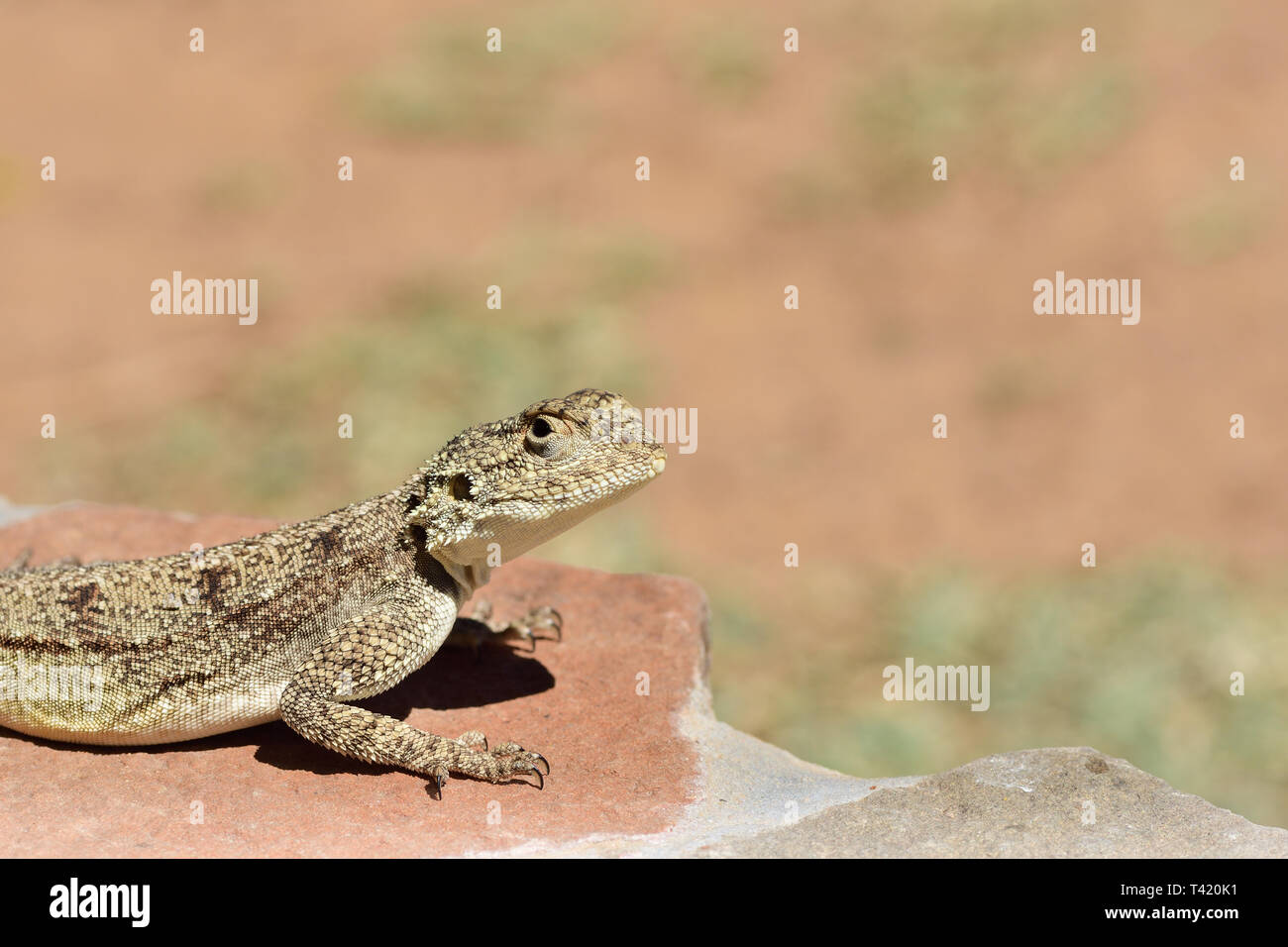 Worship animal hi-res stock photography and images - Alamy