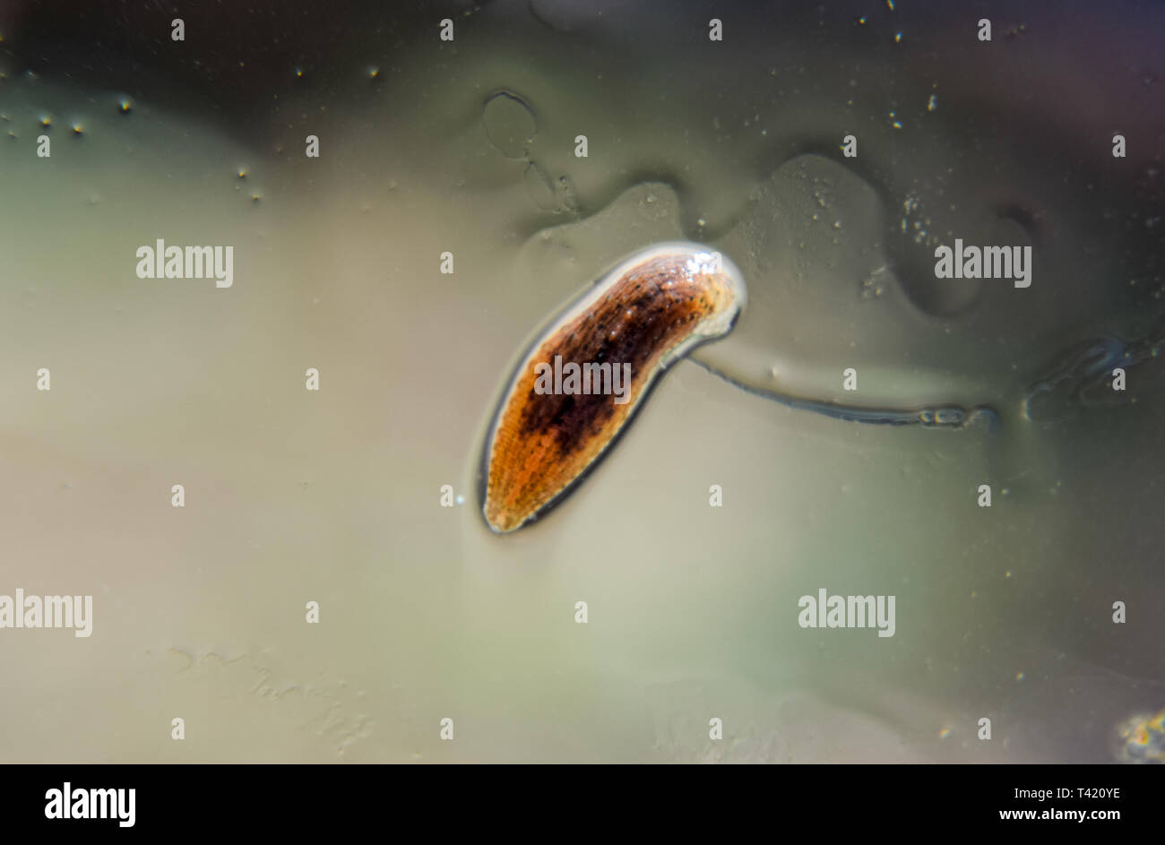 Leech on the glass. Bloodsucking animal. subclass of ringworms from the ...