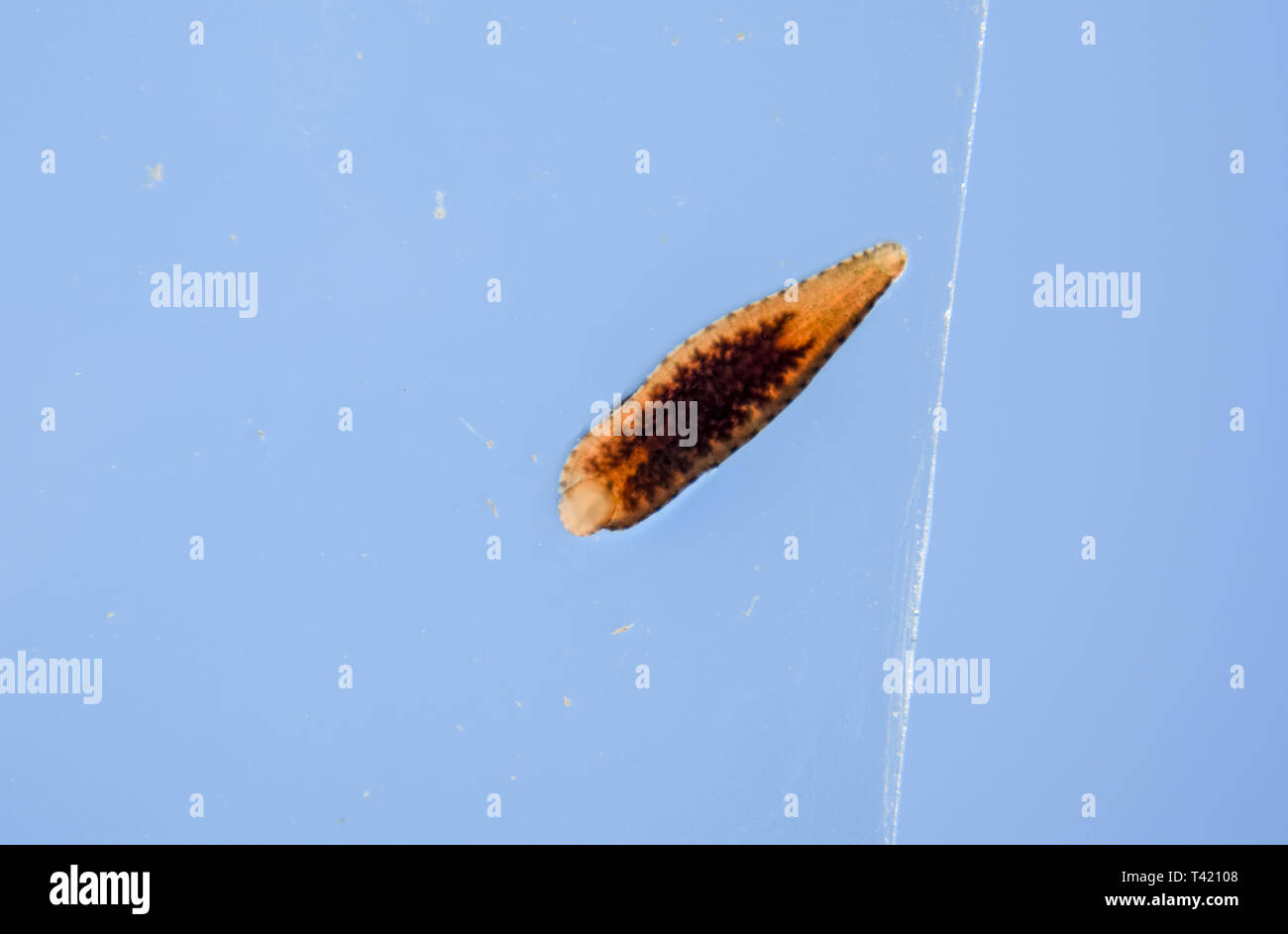 Leech on the glass. Bloodsucking animal. subclass of ringworms from the ...