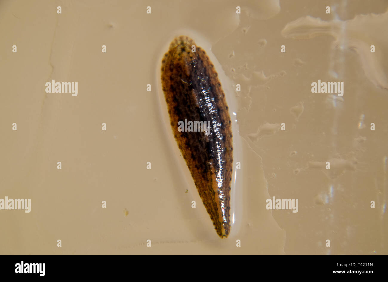 Blood fluke worm hi-res stock photography and images - Alamy