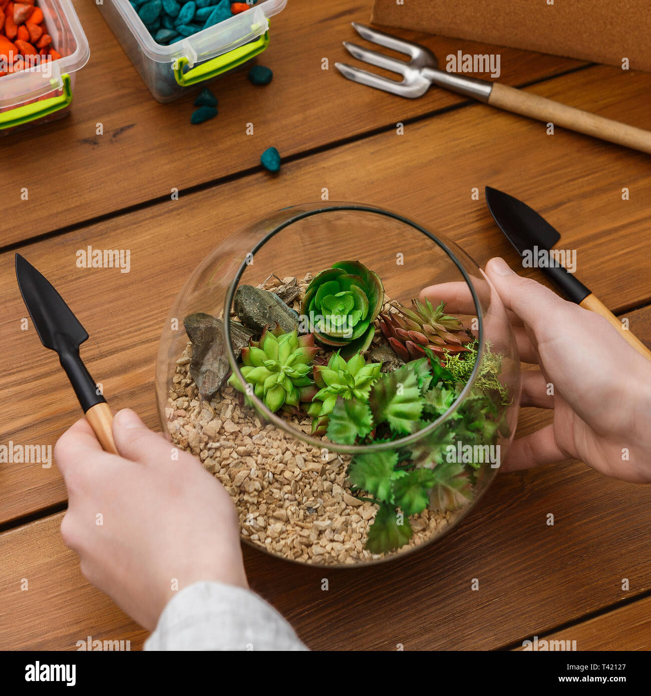 Woman planting succulents in florarium, closeup, crop Stock Photo - Alamy