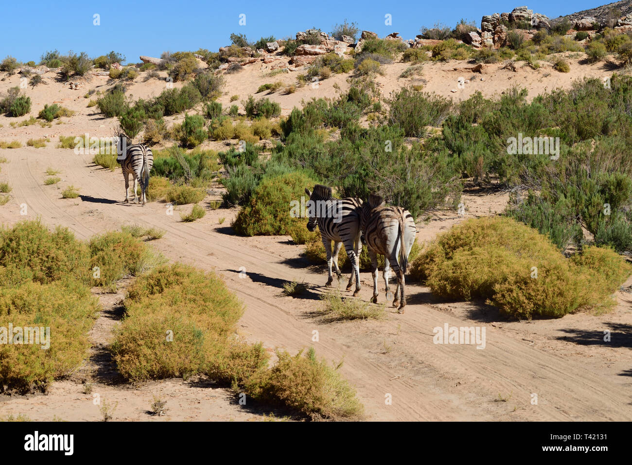 Herd of Zebra Stock Photo - Alamy