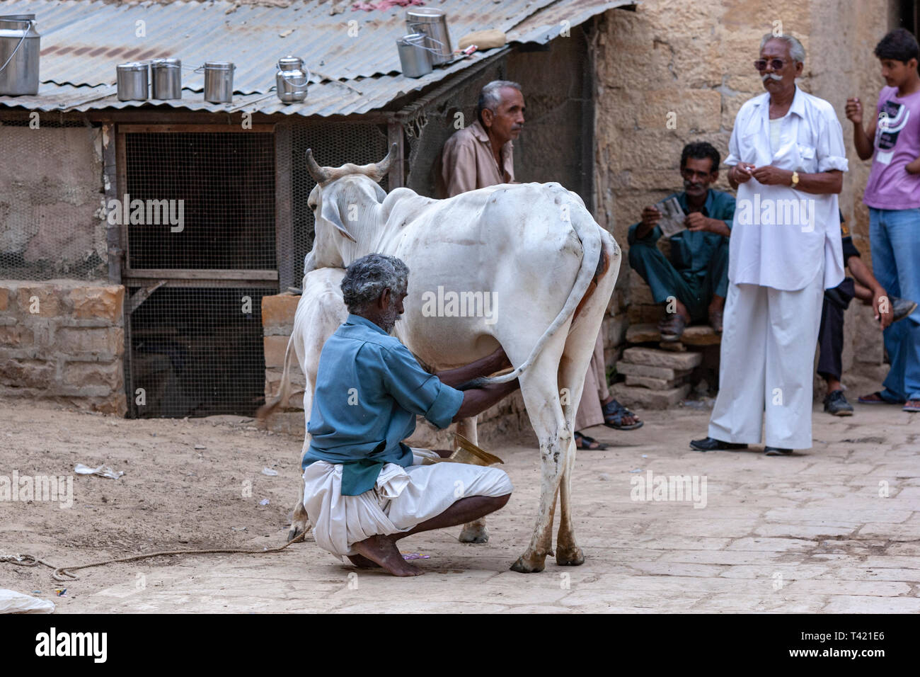 Man milking cows hi-res stock photography and images - Alamy