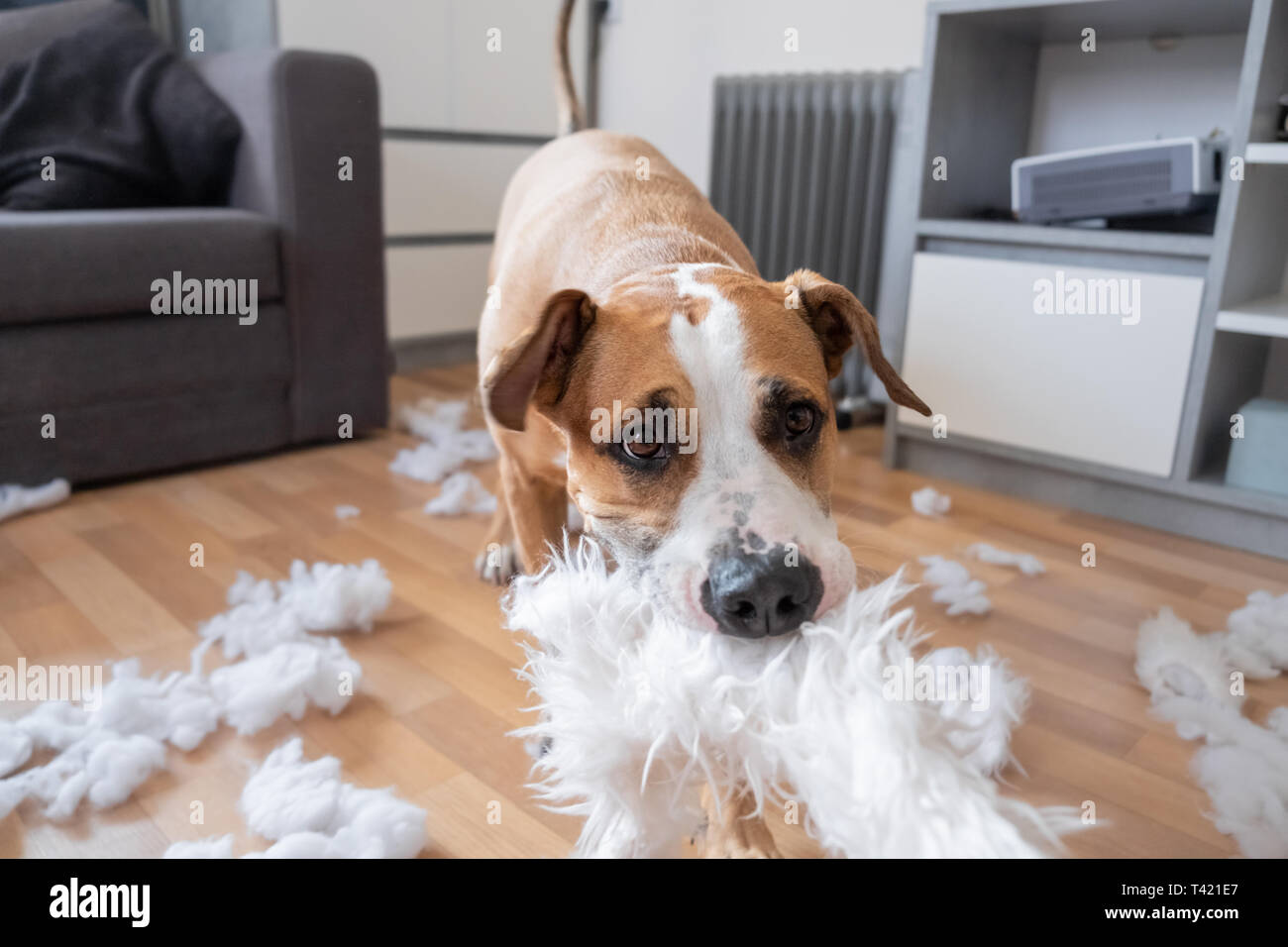 Torn up teddy bear hi-res stock photography and images - Alamy