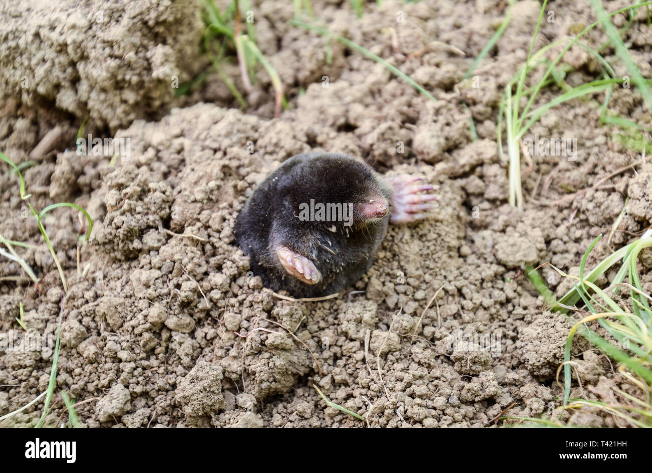 mole climbs out of the hole. Black mole. A mound of earth from a mole ...