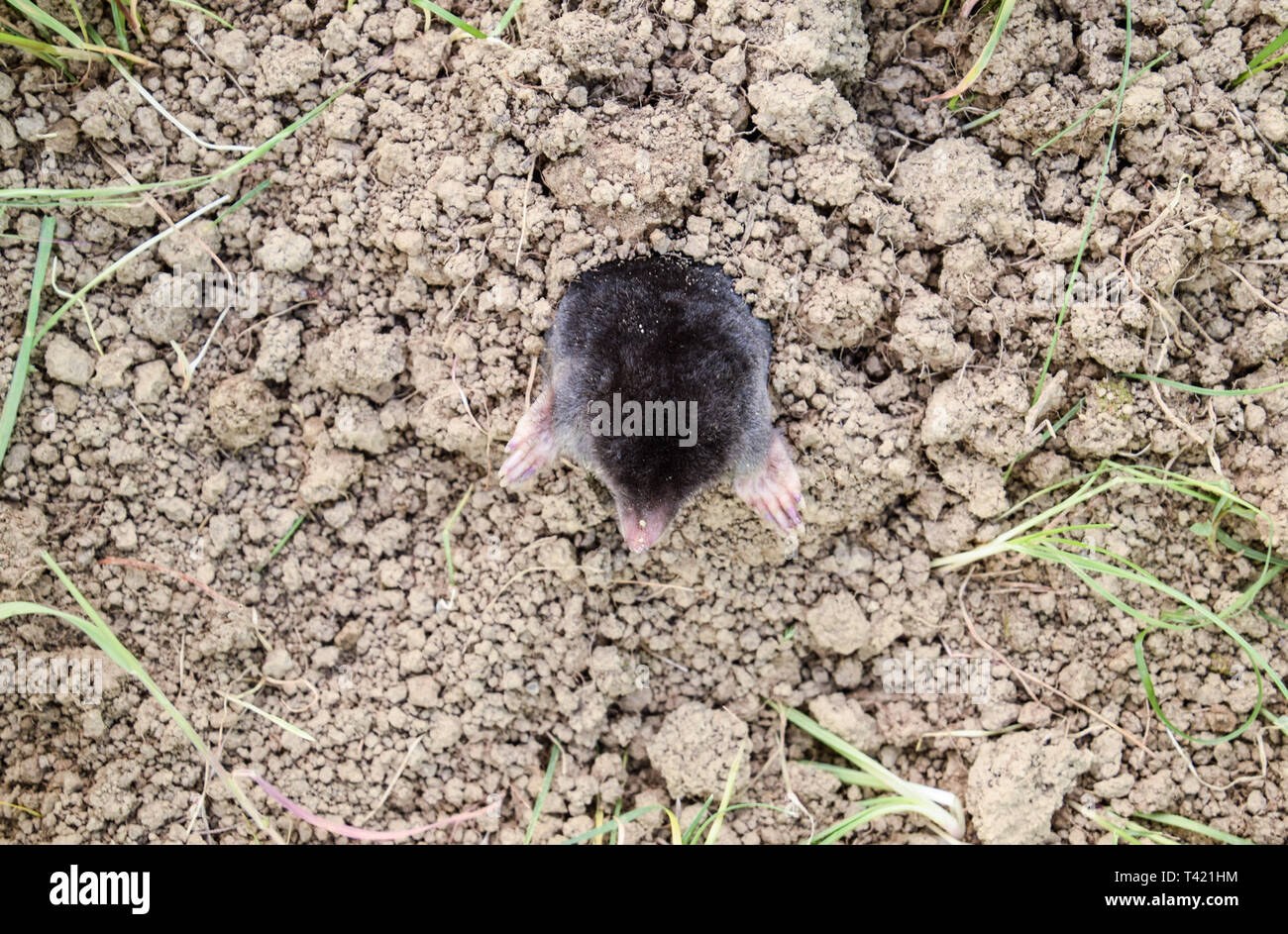 mole climbs out of the hole. Black mole. A mound of earth from a mole ...