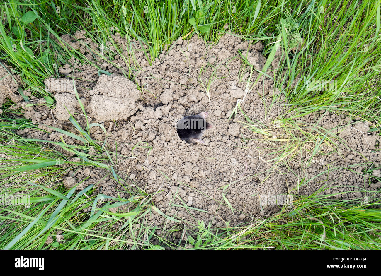 mole climbs out of the hole. Black mole. A mound of earth from a mole ...