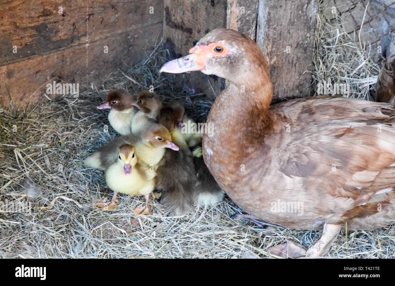 Muscovy duck mother with ducklings. The musky duck. The maintenance of ...