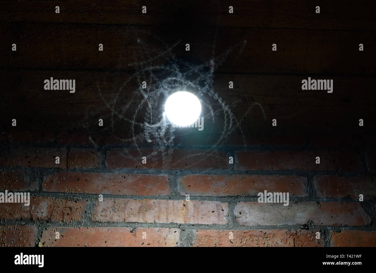 Night insects at a bulb. Attraction of insects light Stock Photo - Alamy