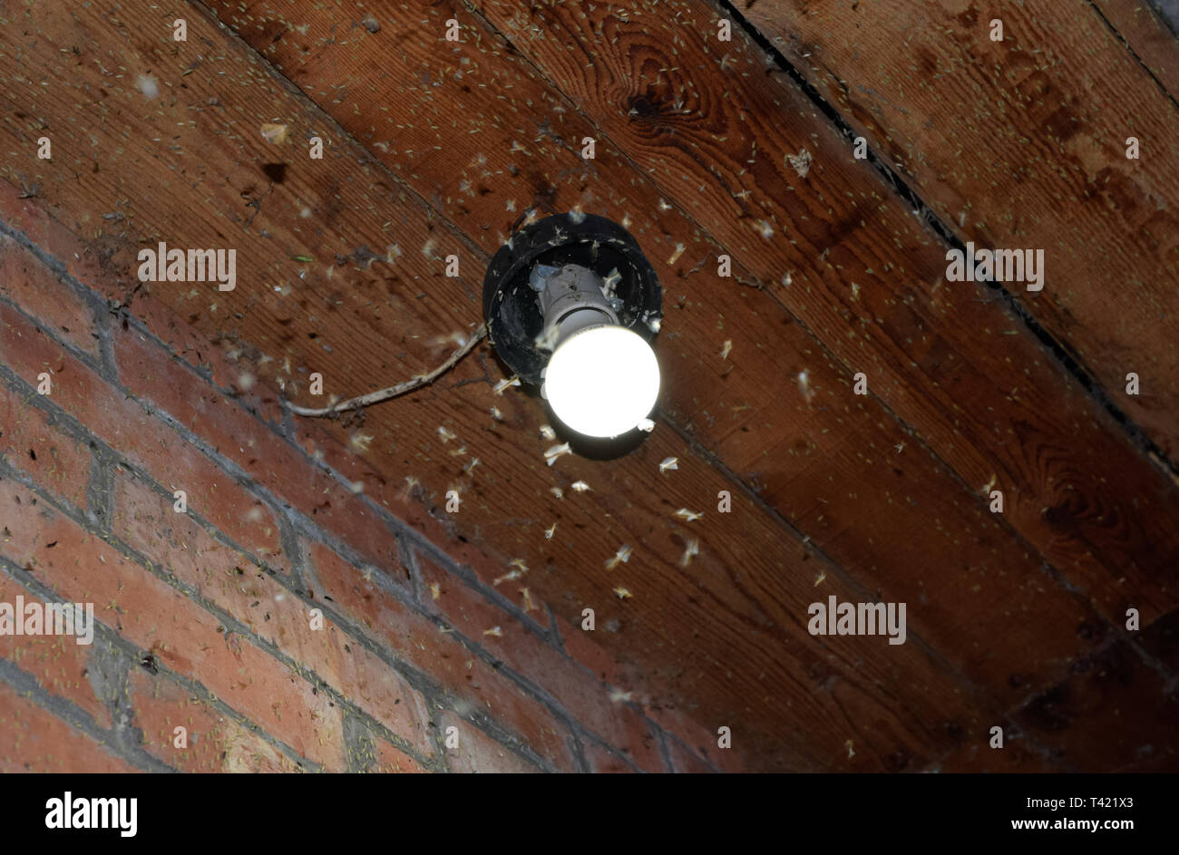 Night insects at a bulb. Attraction of insects light Stock Photo - Alamy