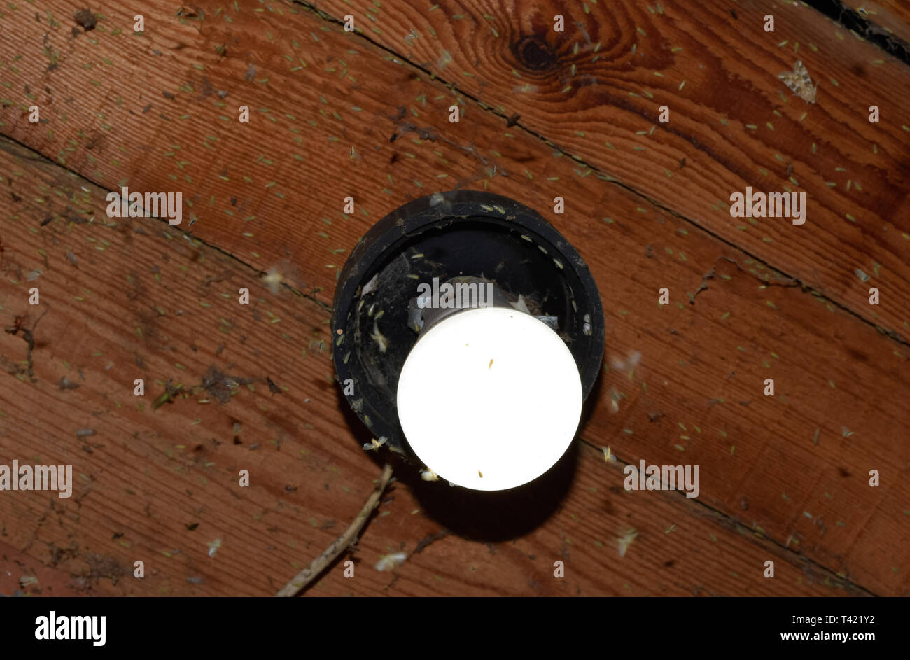 Night insects at a bulb. Attraction of insects light Stock Photo - Alamy