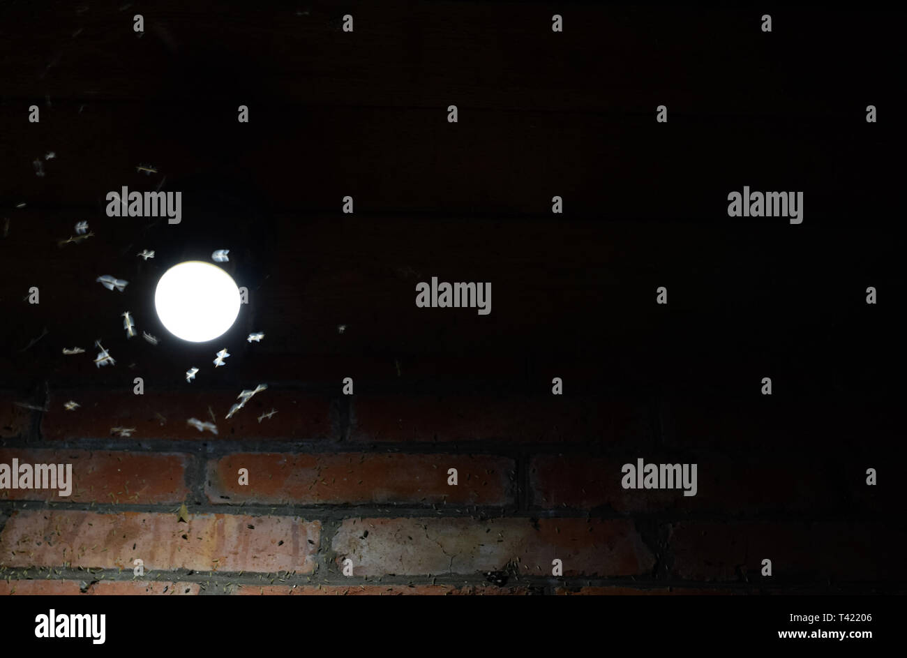 Night insects at a bulb. Attraction of insects light Stock Photo - Alamy