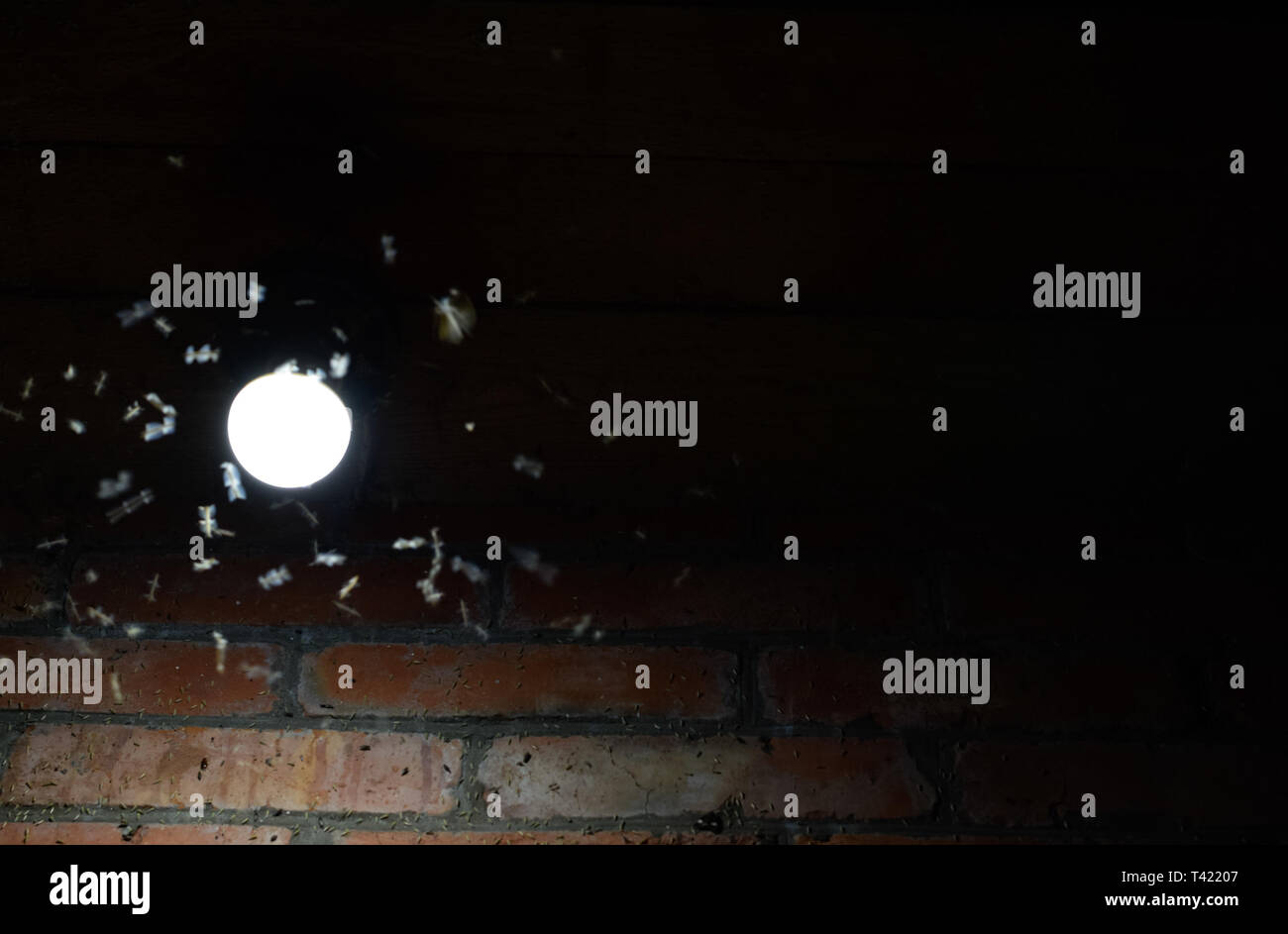 Night insects at a bulb. Attraction of insects light Stock Photo - Alamy