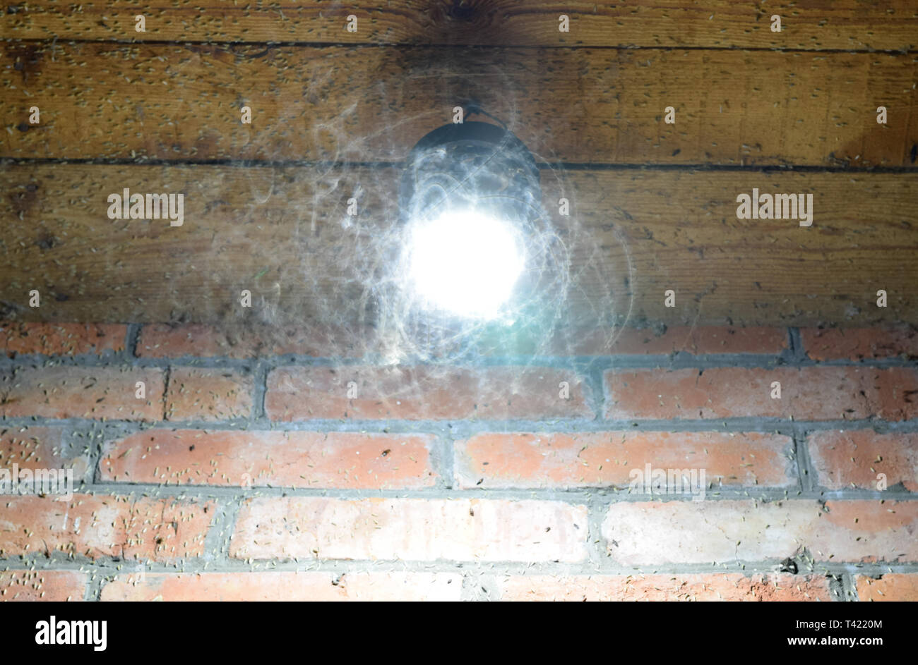 Night insects at a bulb. Attraction of insects light Stock Photo - Alamy