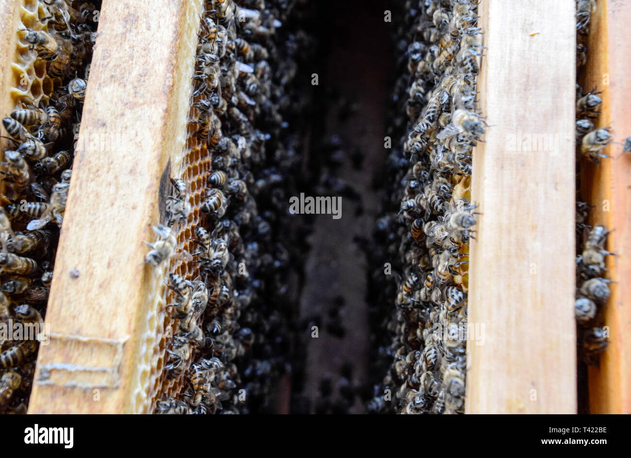 Open bee hive. Plank with honeycomb in the hive. The bees crawl along ...