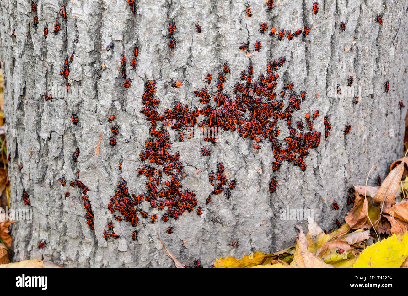 Red bugs bask in the sun on tree bark. Autumn warm-soldiers for beetles ...
