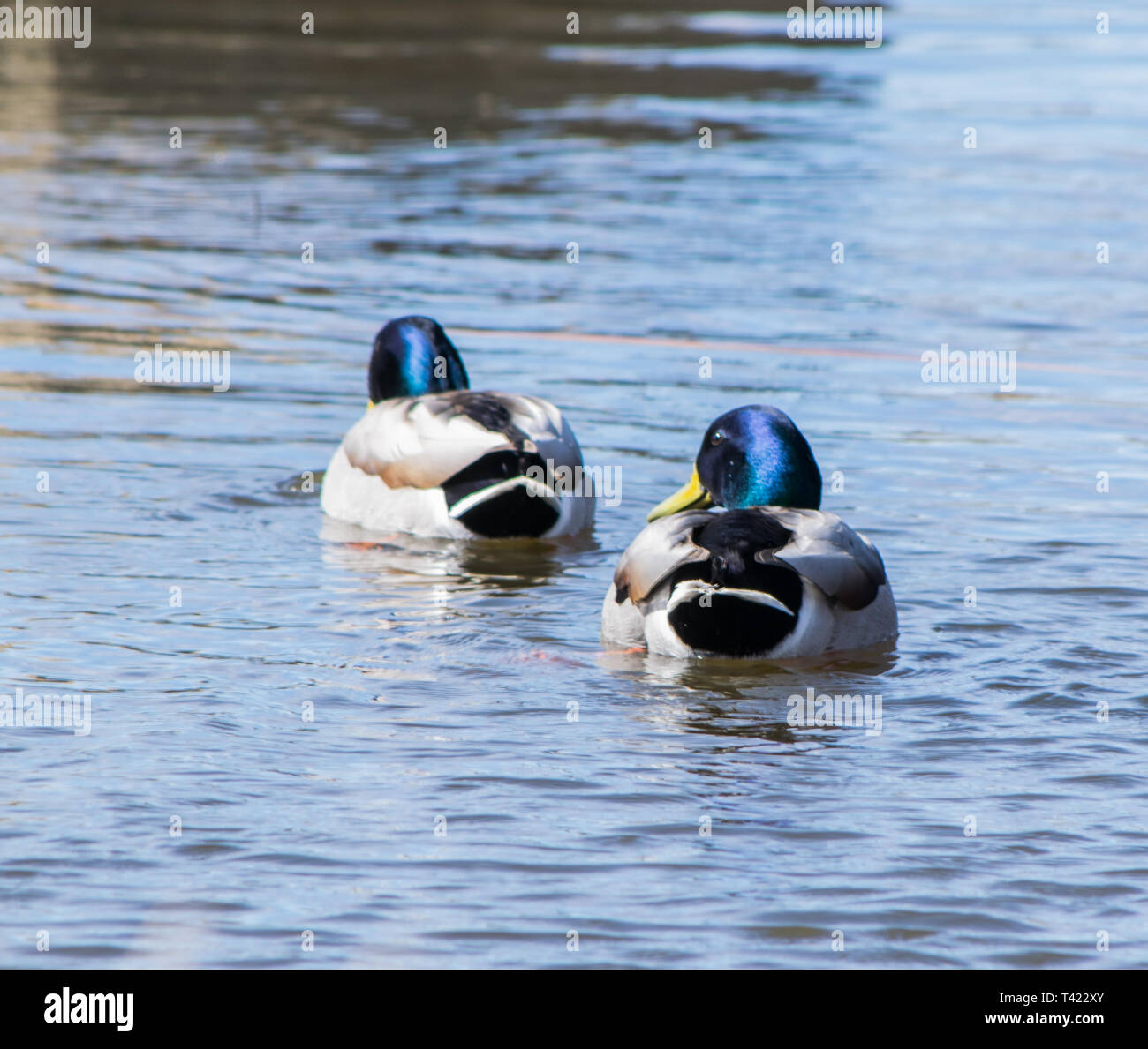 Flock of mallards flying hi-res stock photography and images - Alamy