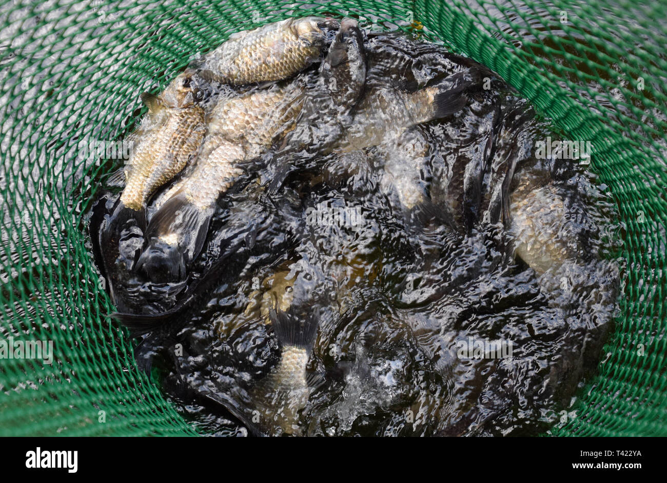 River fish in a green plastic grid in a pond. Fish catch. Carp and carp ...