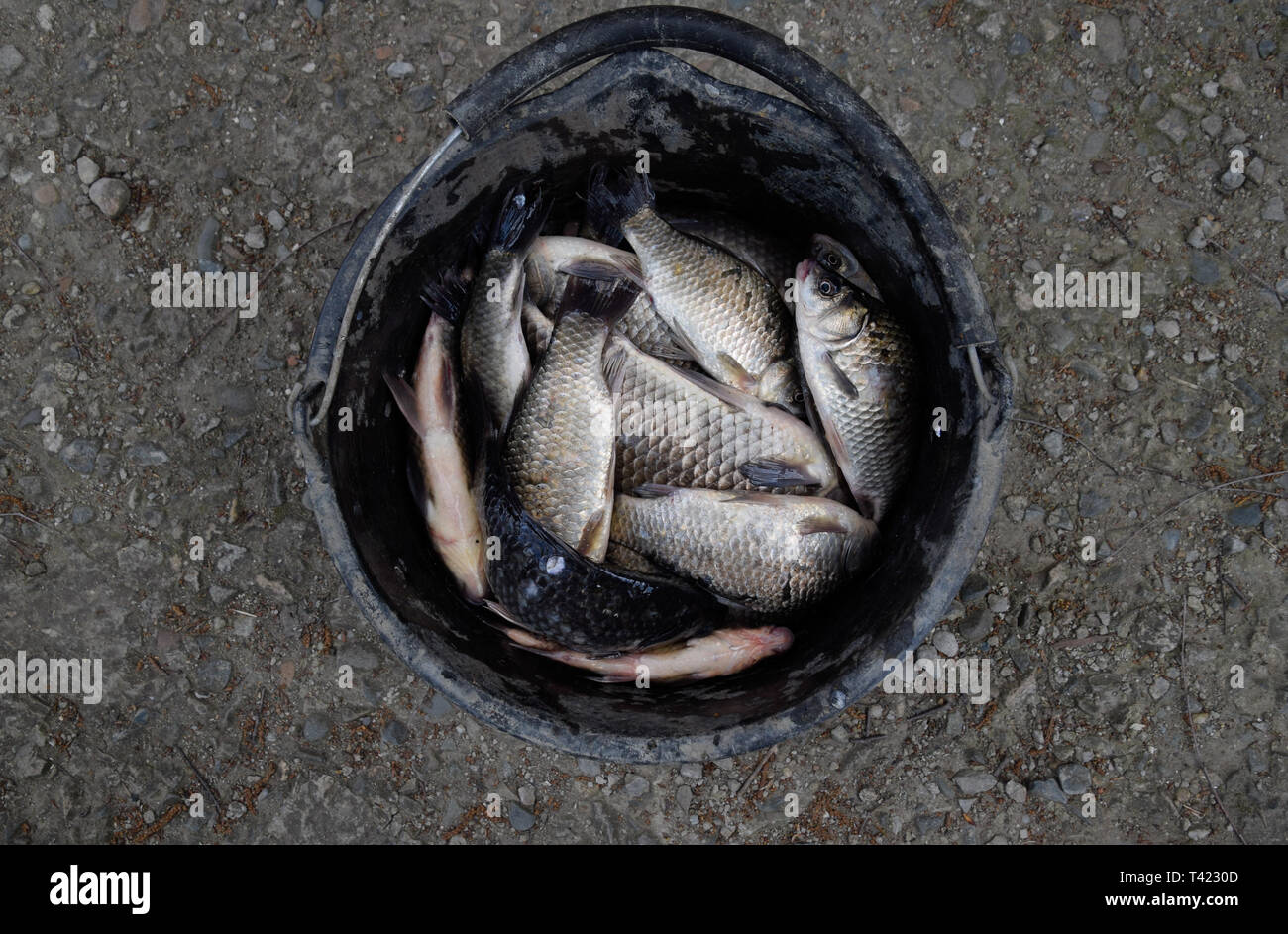 River fish in a plastic bucket. Fish catch. Carp and carp. Weed fish ...