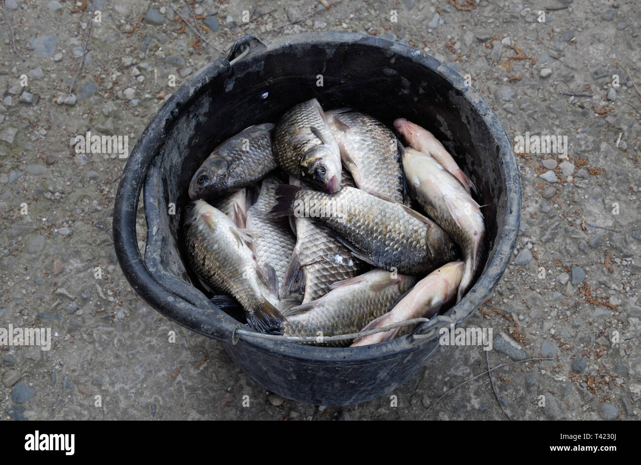 River fish in a plastic bucket. Fish catch. Carp and carp. Weed fish ...