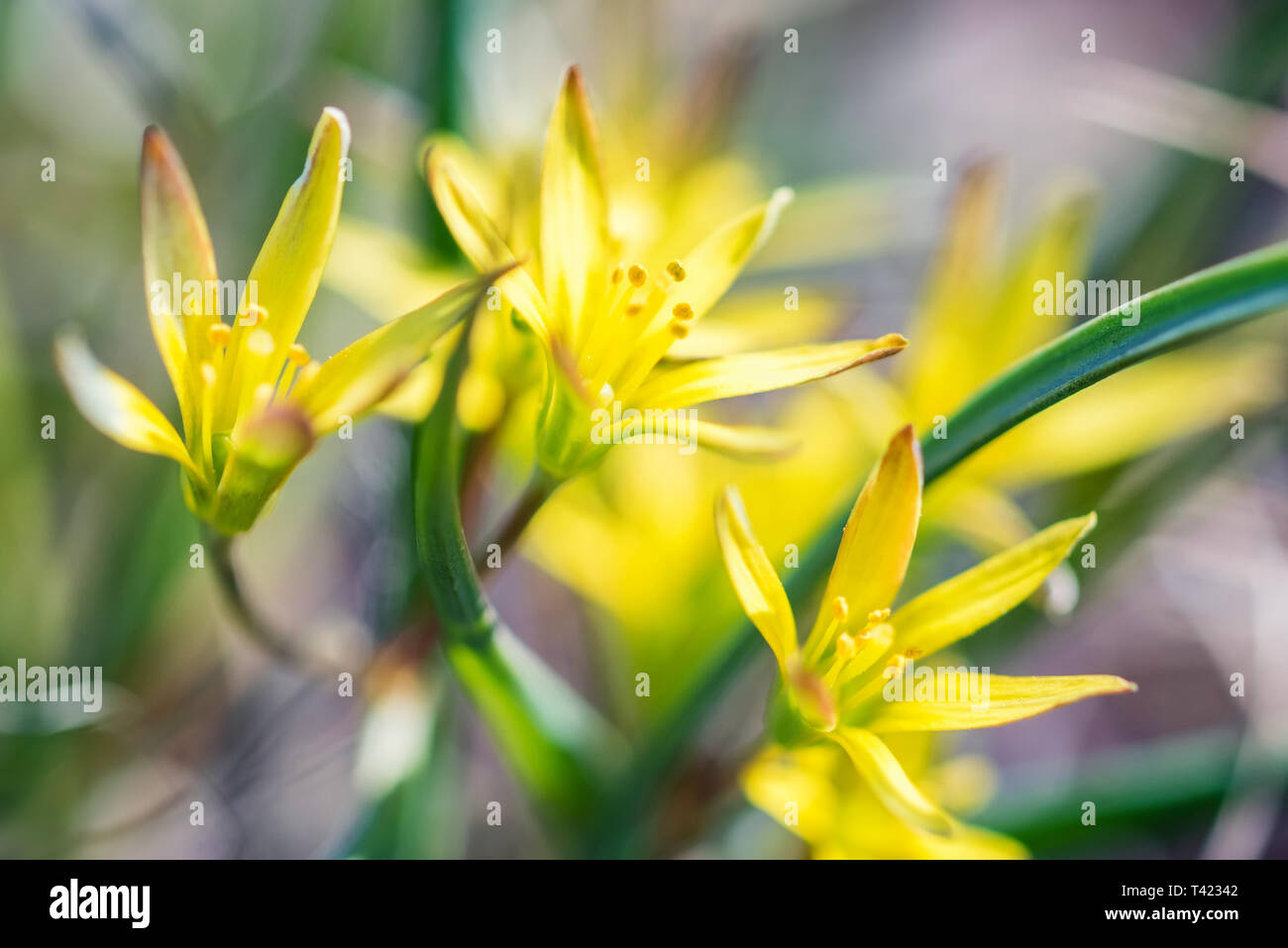 Gagea flowers hi-res stock photography and images - Alamy