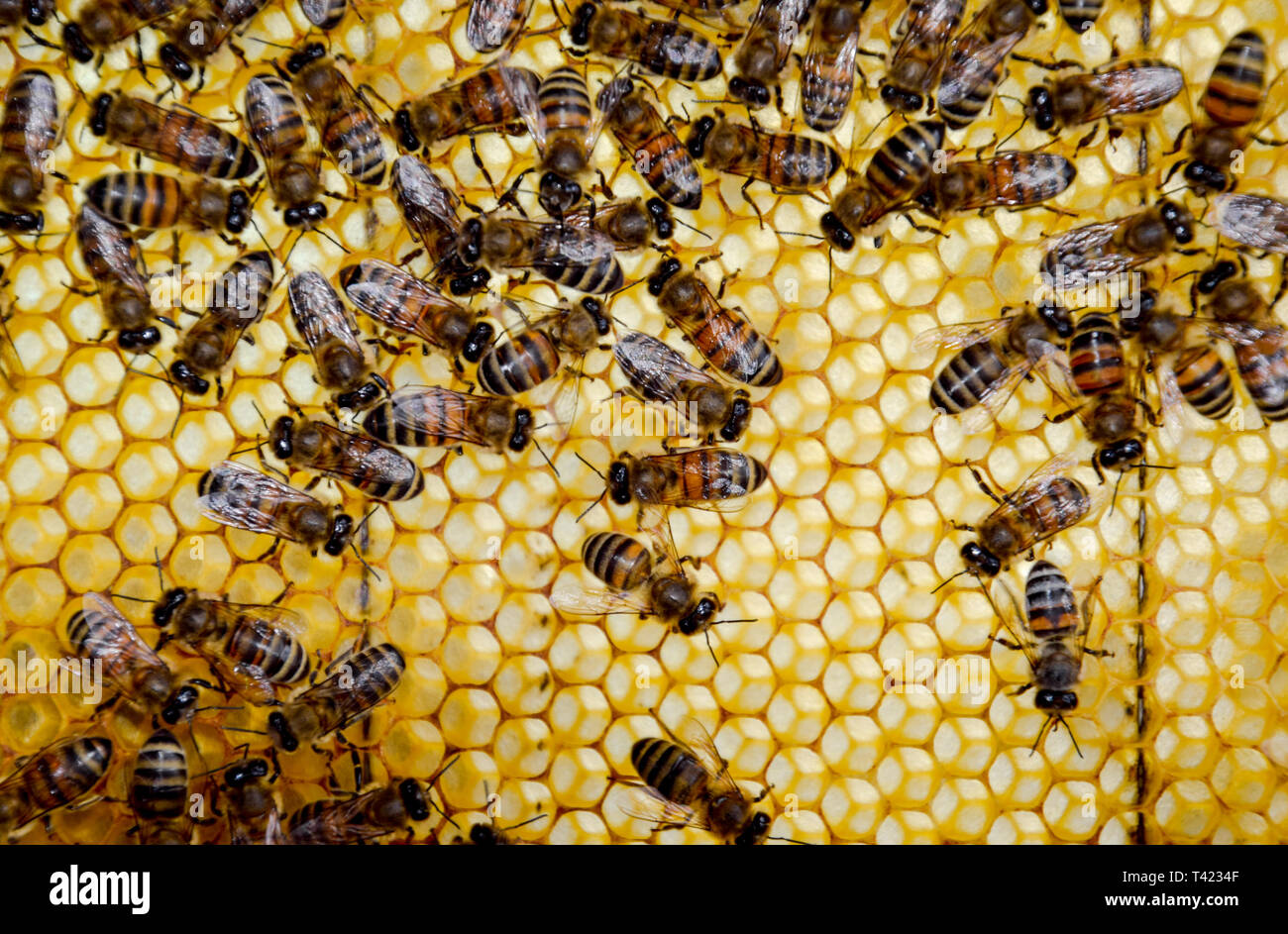 Roy bees on wax combs. Bee honeycomb, Plank with honeycomb from the ...