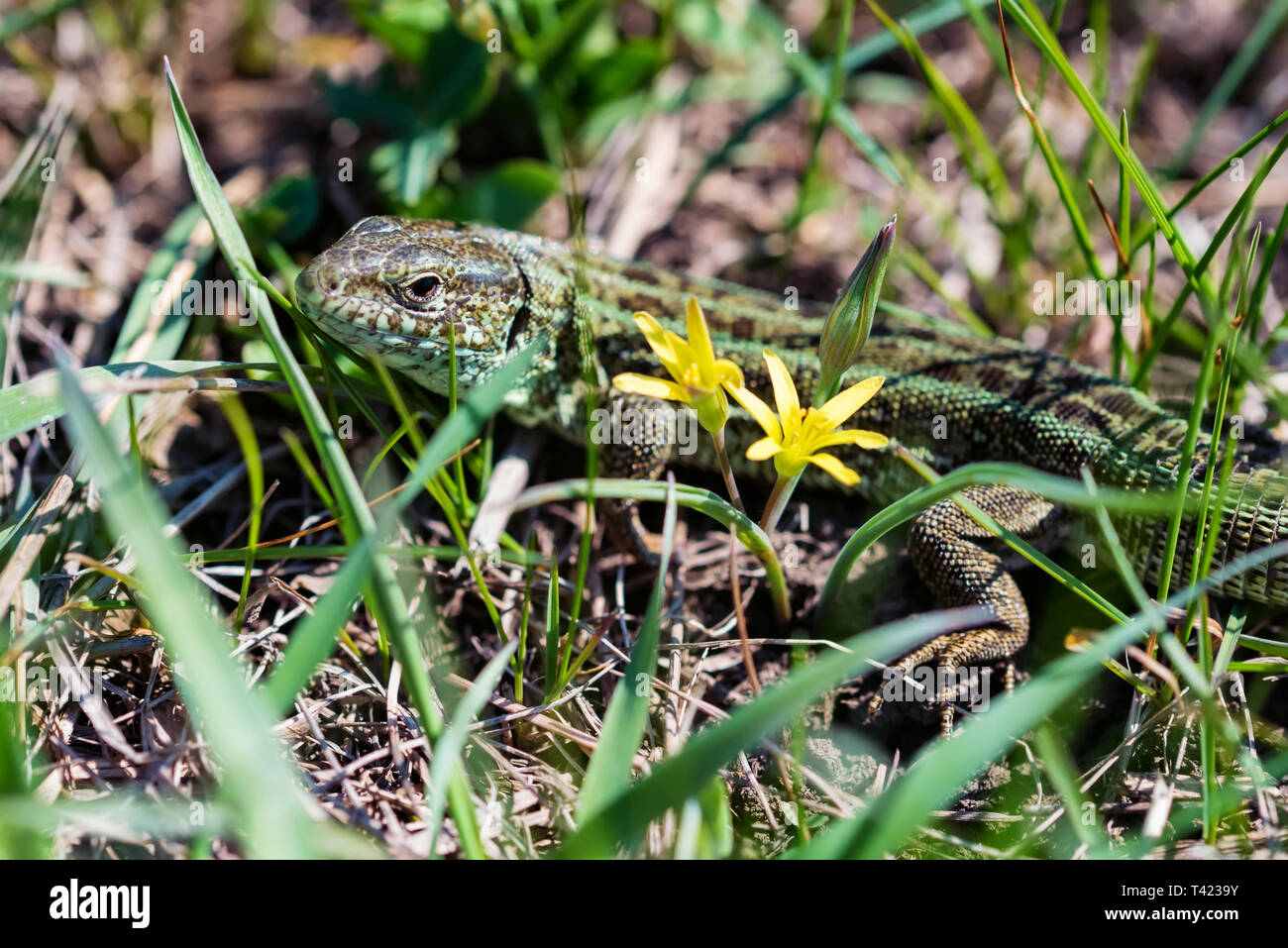 Quick lizard hi-res stock photography and images - Alamy