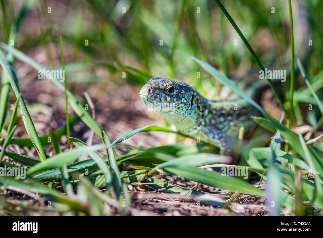 Quick lizard hi-res stock photography and images - Alamy