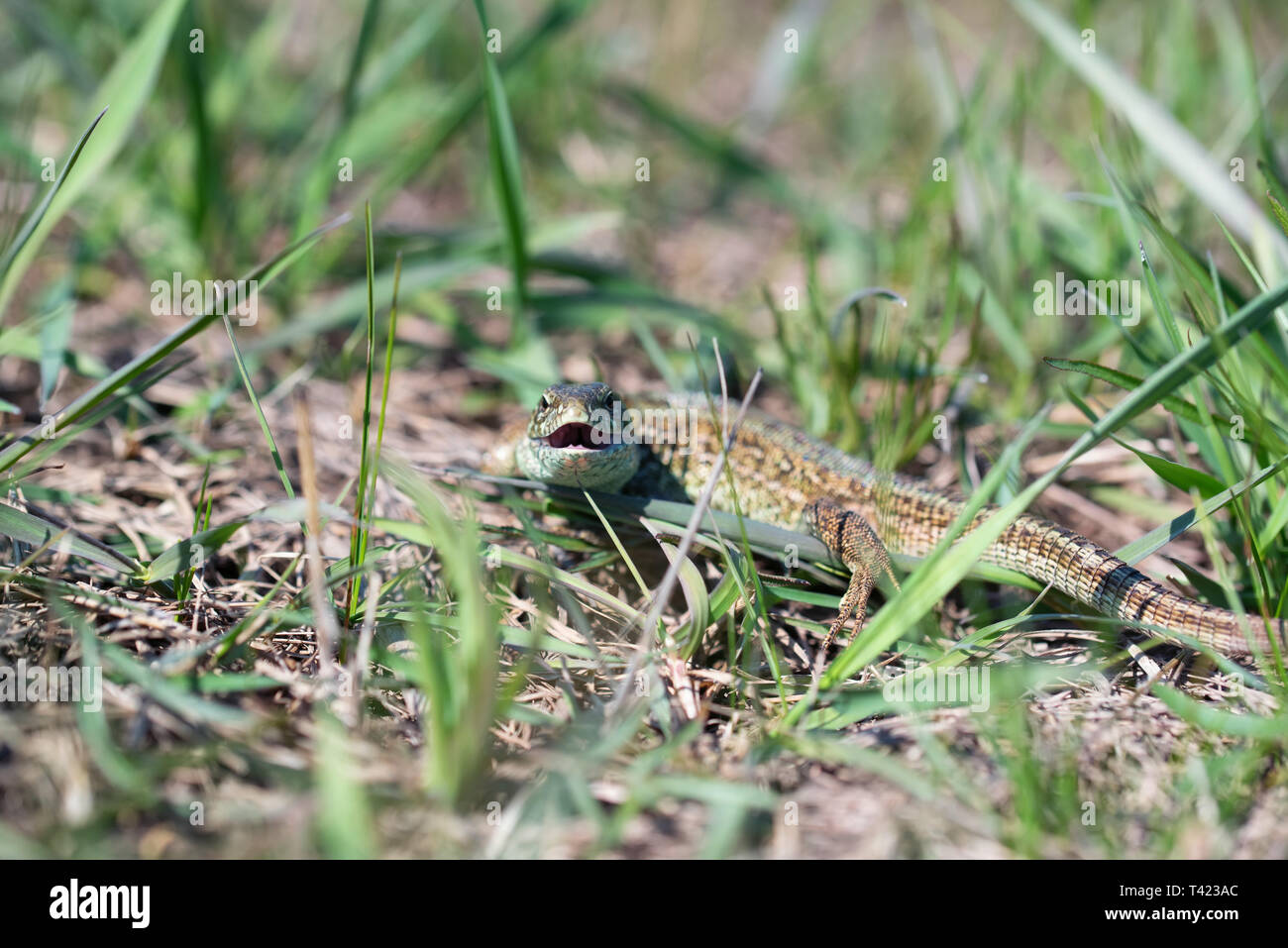 Portrait of happy quick lizard in grass Stock Photo - Alamy