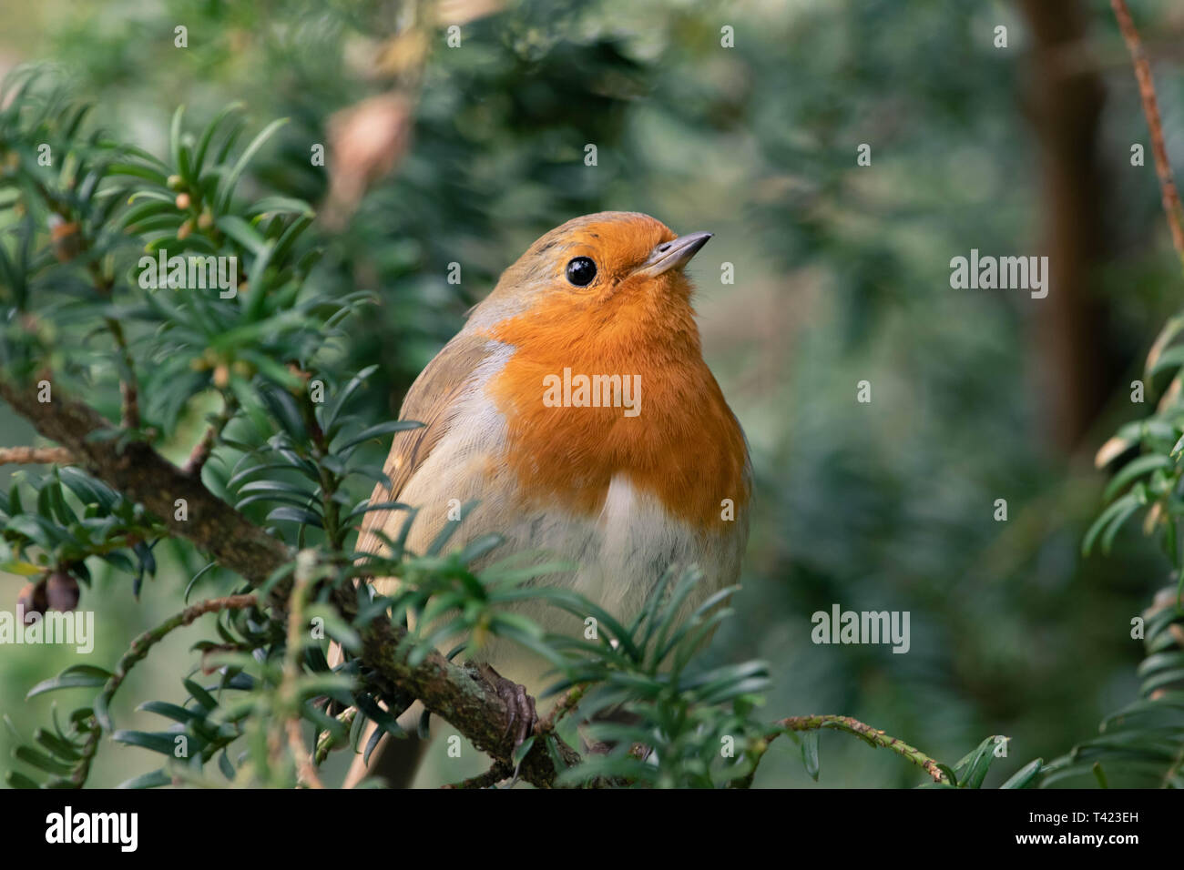 A Wild Robin Stock Photo - Alamy