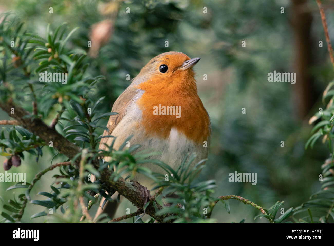 A Wild Robin Stock Photo - Alamy
