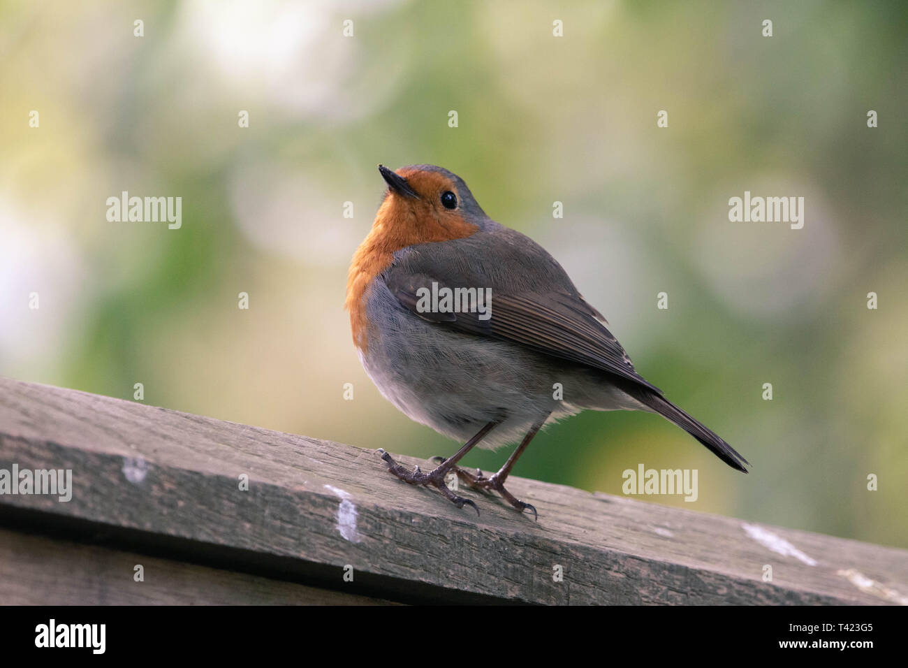 A Wild Robin Stock Photo - Alamy