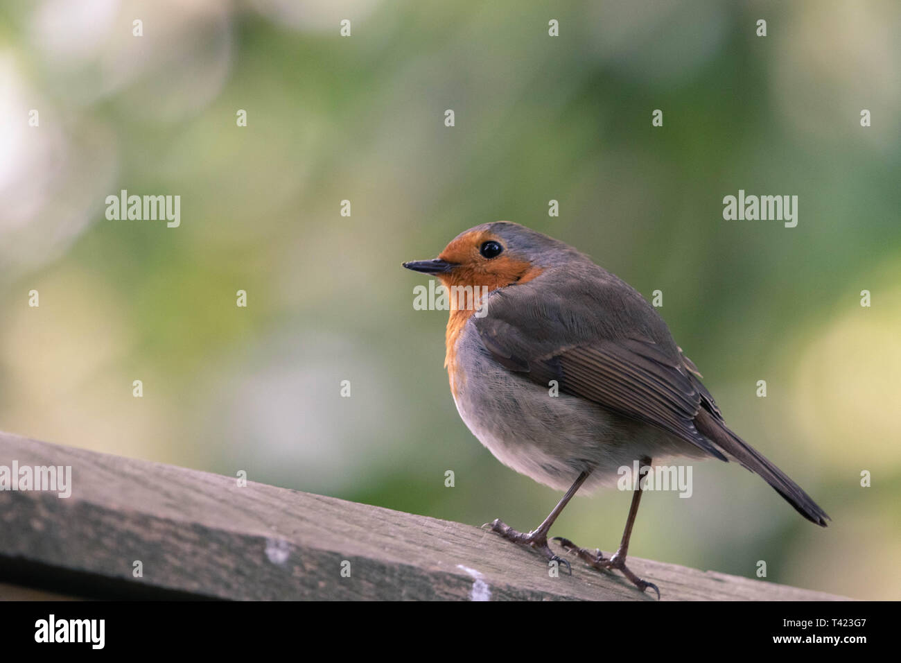 Winter Woodland Robin High Resolution Stock Photography and Images - Alamy