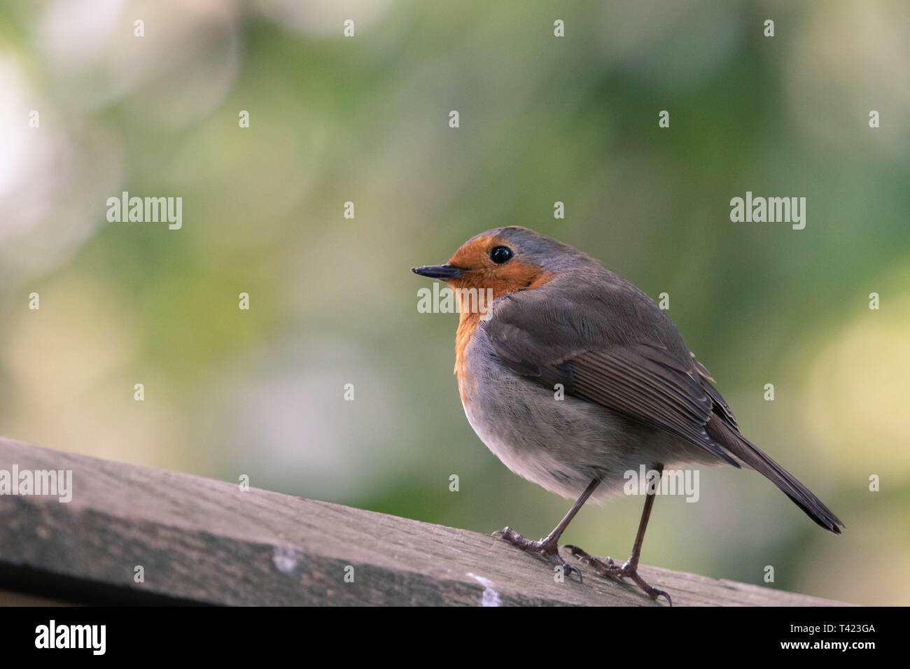 Winter woodland robin hi-res stock photography and images - Alamy