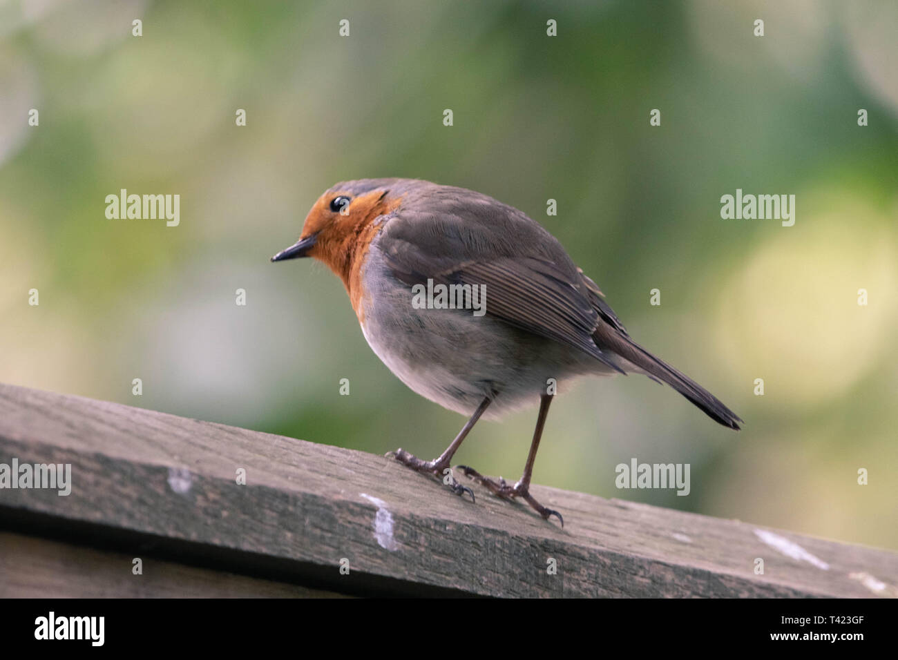 A Wild Robin Stock Photo - Alamy