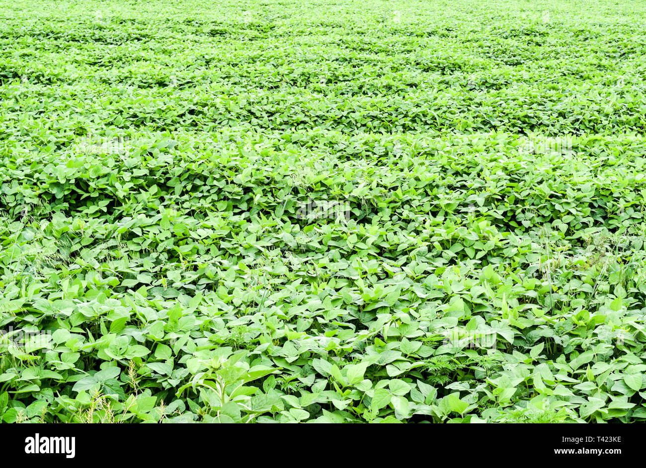 Soy field. Cultivation of soy in an open ground on fields of Kuban ...