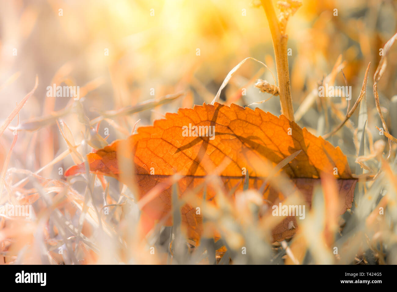 dry autumn leaf in the grass with beautiful sunlight Stock Photo - Alamy