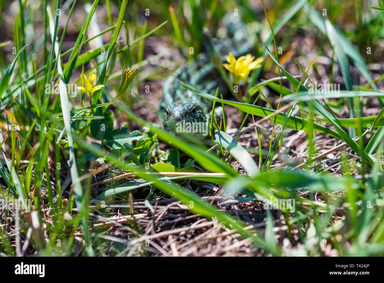 Portrait of happy quick lizard in grass Stock Photo - Alamy