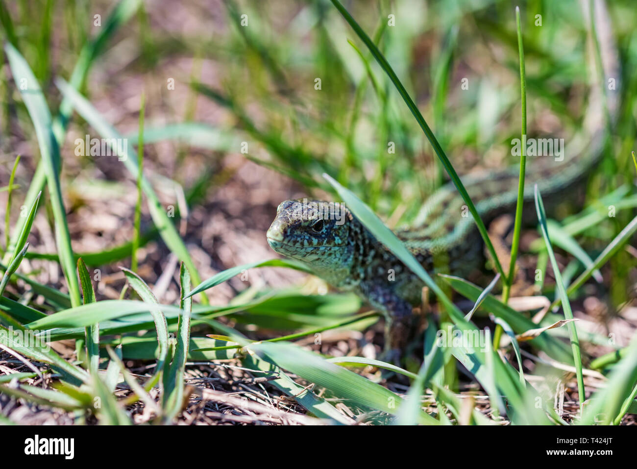 Quick lizard hi-res stock photography and images - Alamy