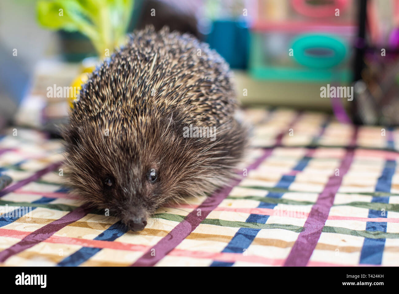 Funny hedgehog on a table Stock Photo - Alamy
