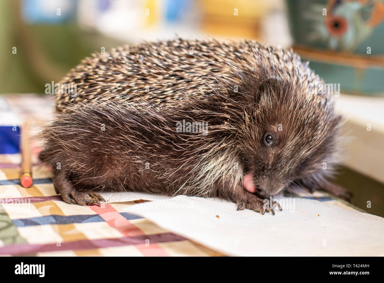 Funny hedgehog on a table Stock Photo - Alamy
