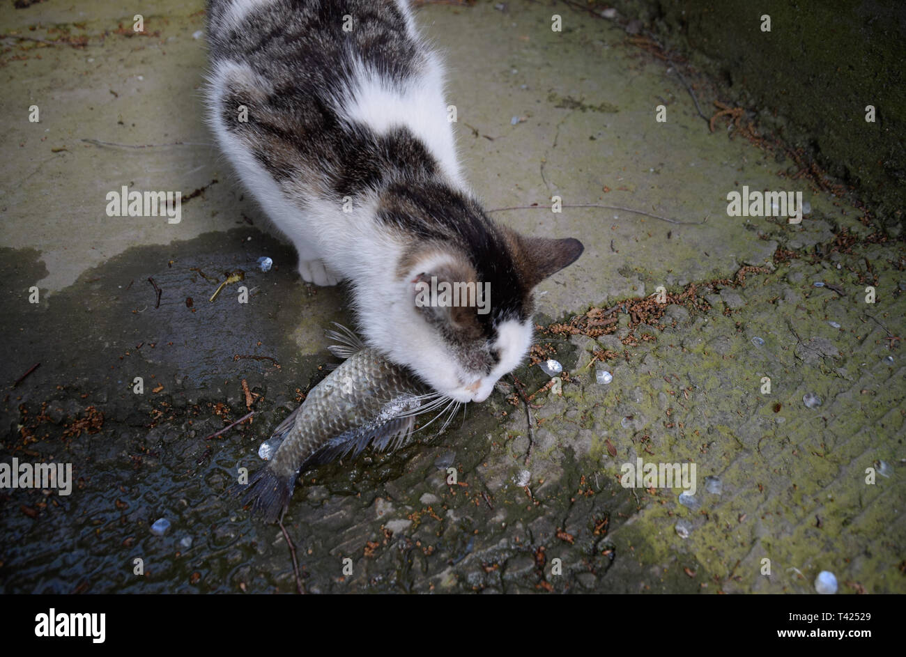 The cat eats live fish. Fish catch. Feeding the cat with fish Stock ...