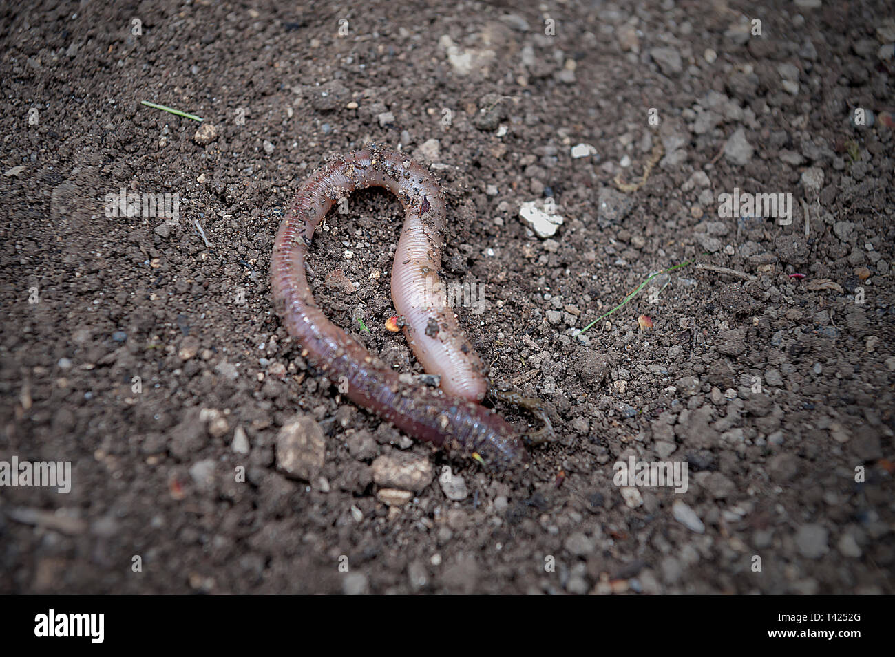 Bio culture hi-res stock photography and images - Alamy