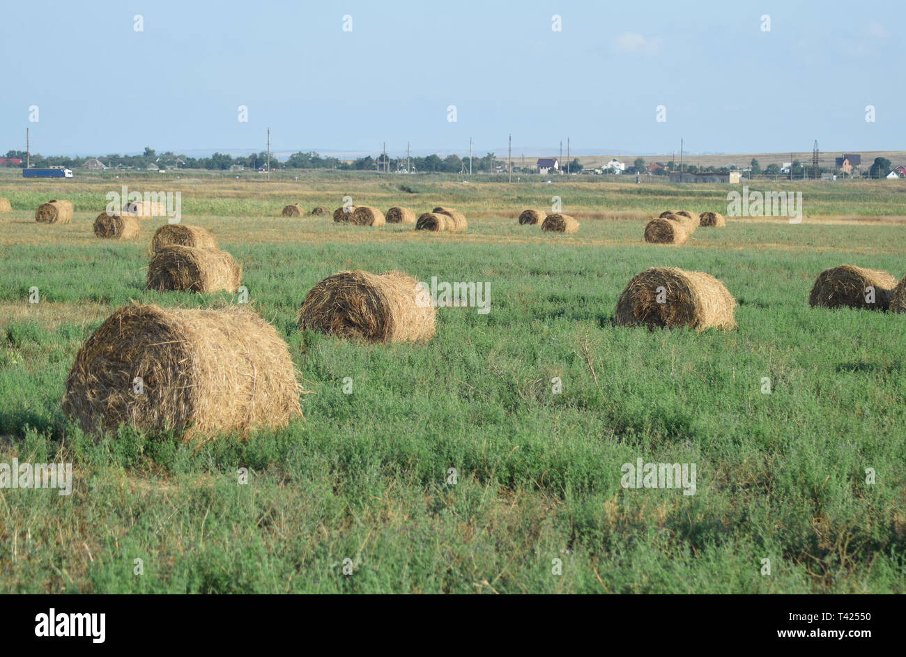 The Haystacks in the field. Summer haymaking Stock Photo - Alamy